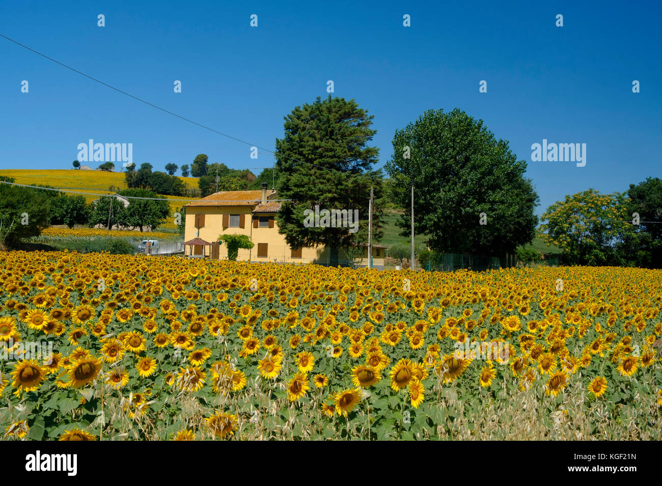 Rural landscape along the road from Corinaldo to Ostra (Ancona, Marches ...