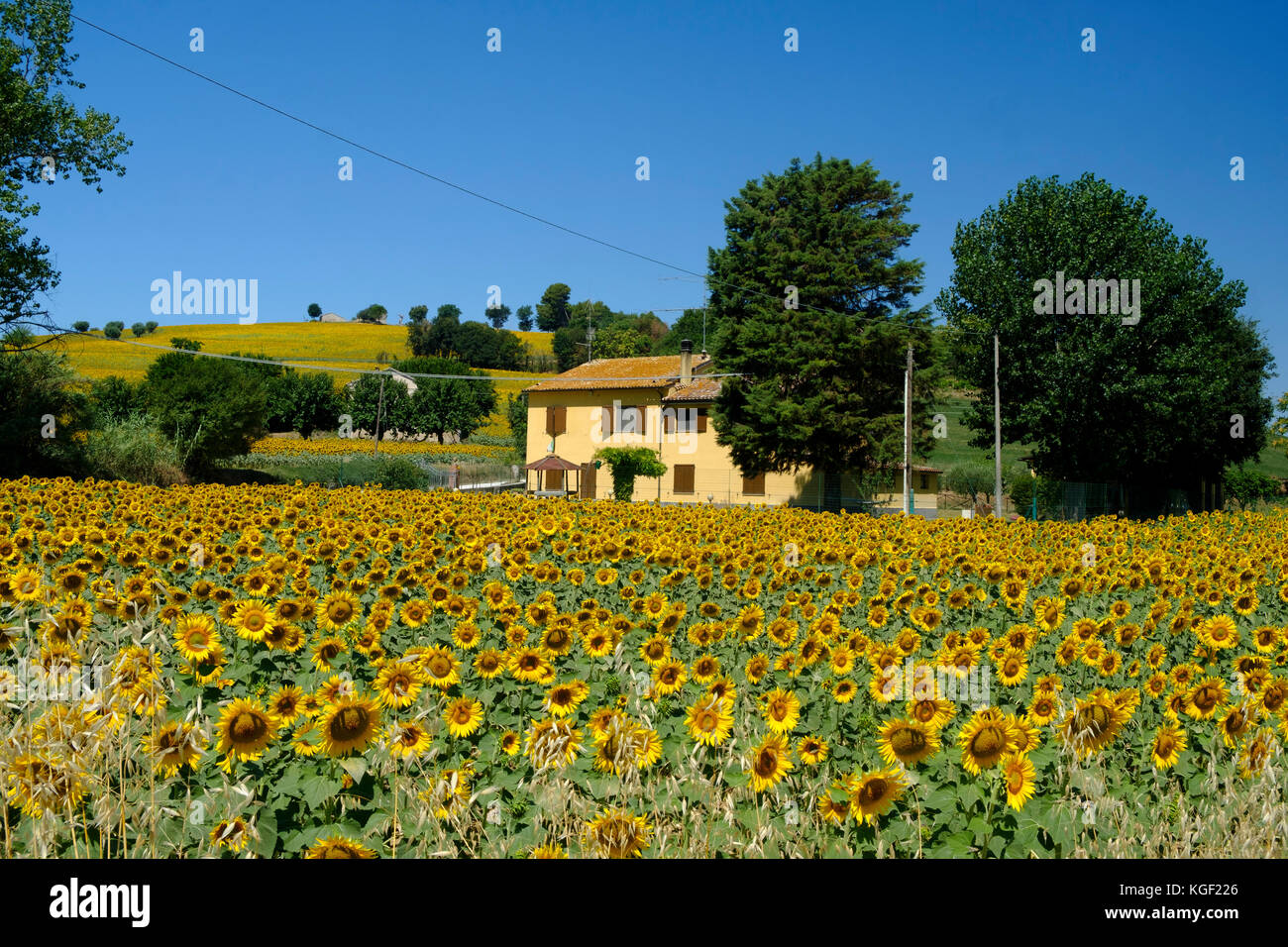 Rural landscape along the road from Corinaldo to Ostra (Ancona, Marches ...