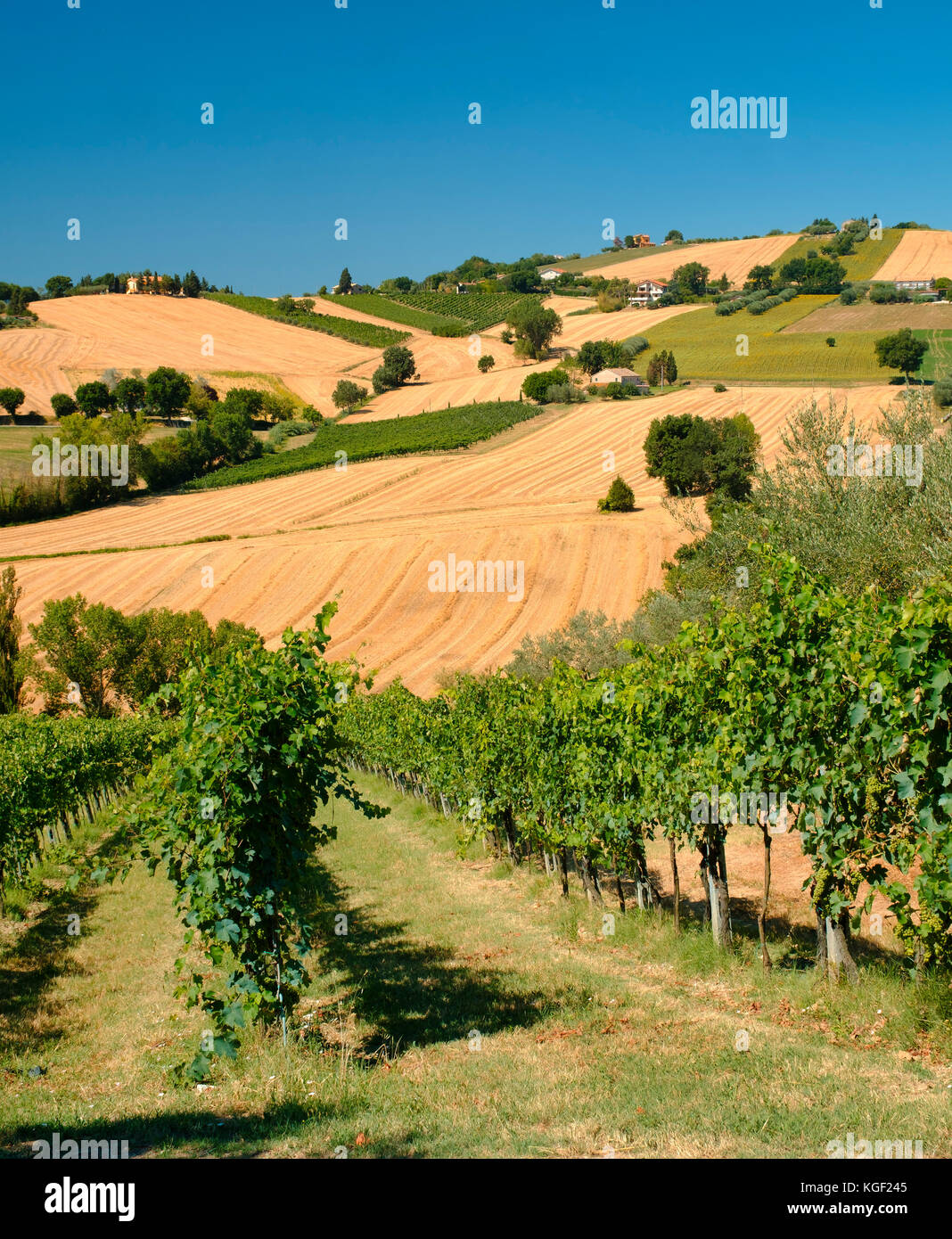 Ancona vineyard hi-res stock photography and images - Alamy