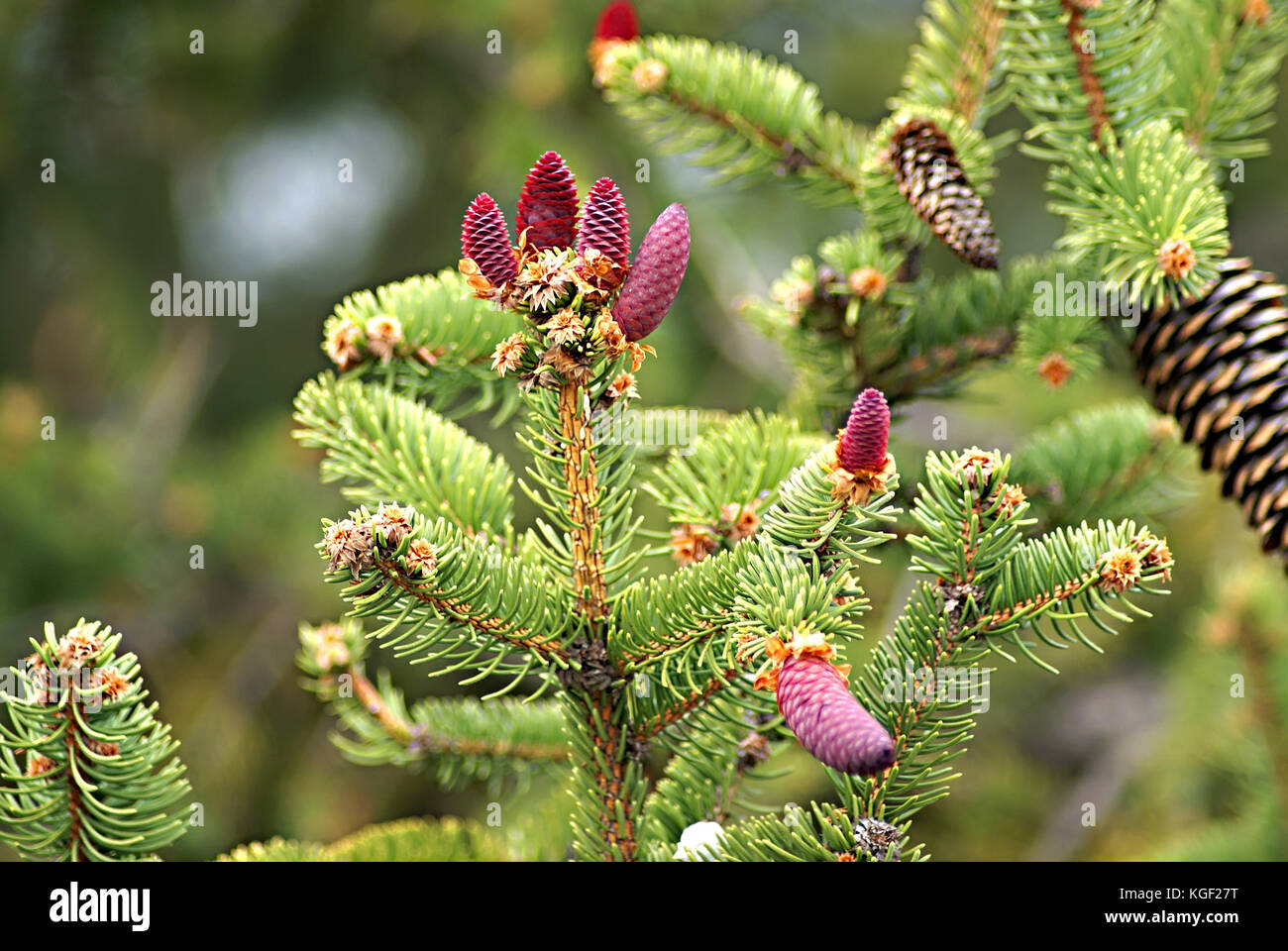 Young pink cones on a Norway Spruce (Picea abies) branch, often used as ...