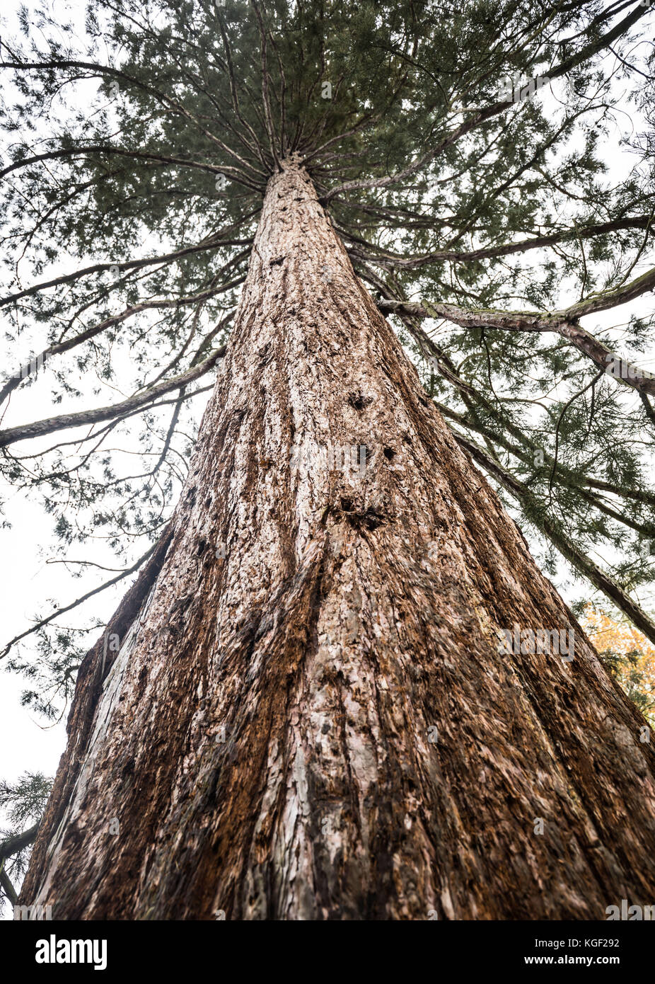 European redwood hi-res stock photography and images - Alamy