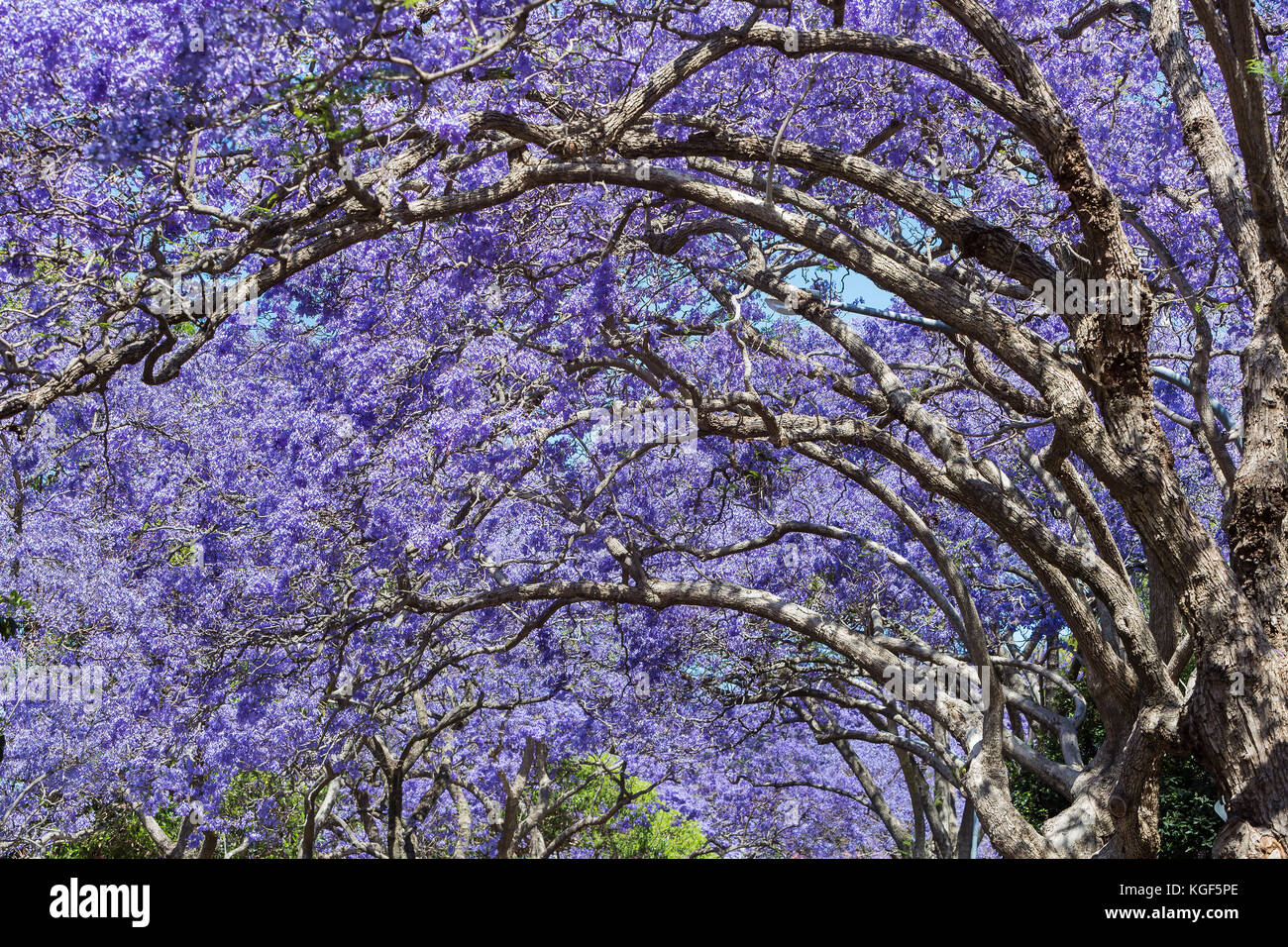 Jacaranda trees in bloom australia hi-res stock photography and images ...