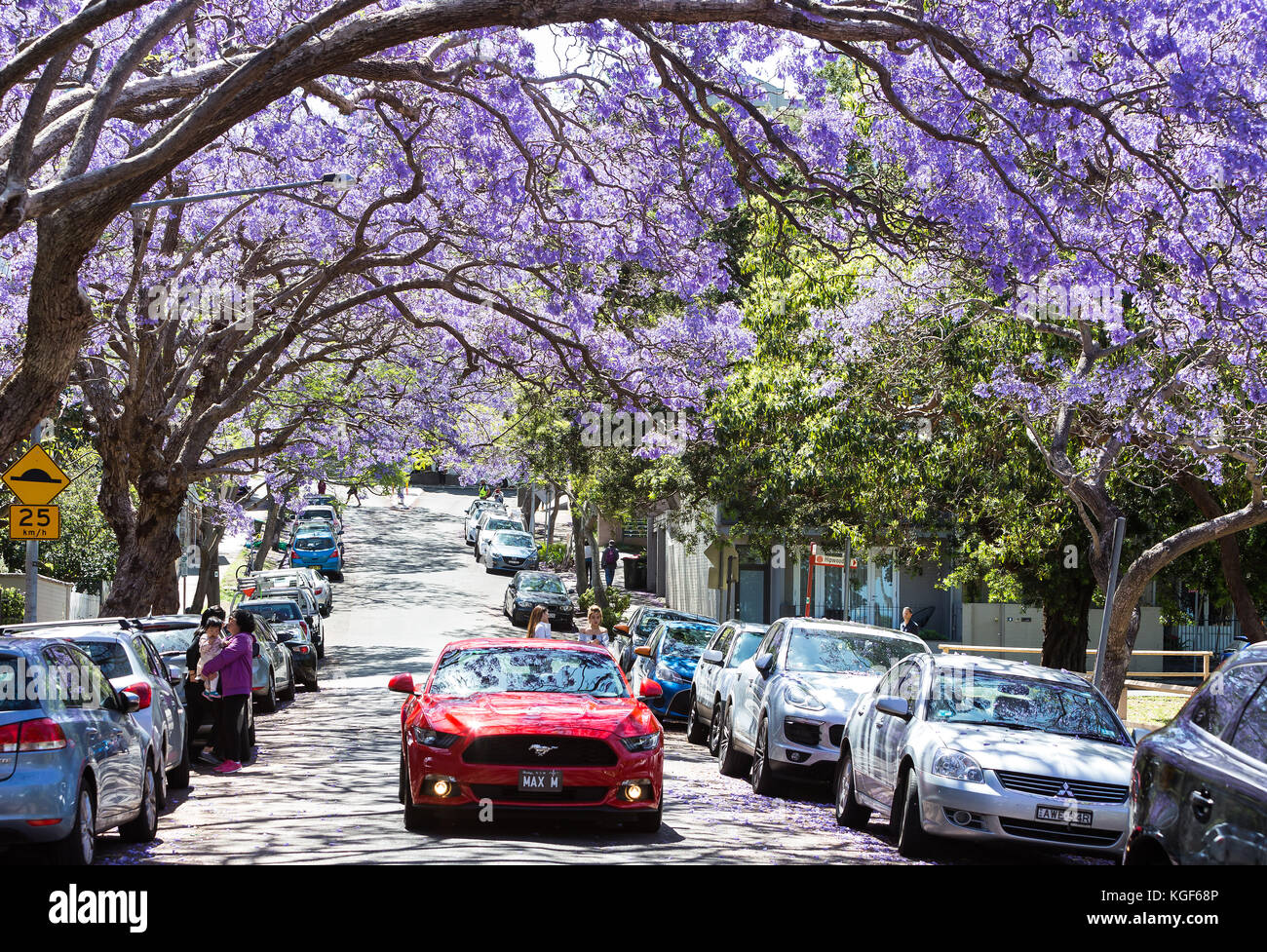 Jacaranda trees in bloom australia hi-res stock photography and images ...