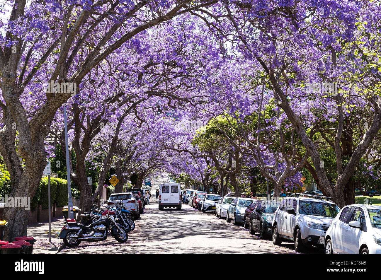Sydney jacaranda trees hi-res stock photography and images - Alamy