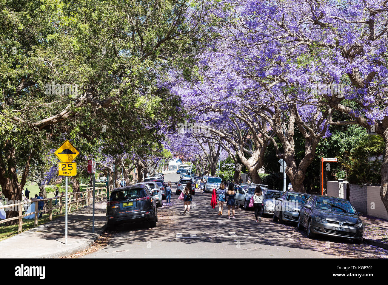 Jacaranda street sydney hi-res stock photography and images - Alamy