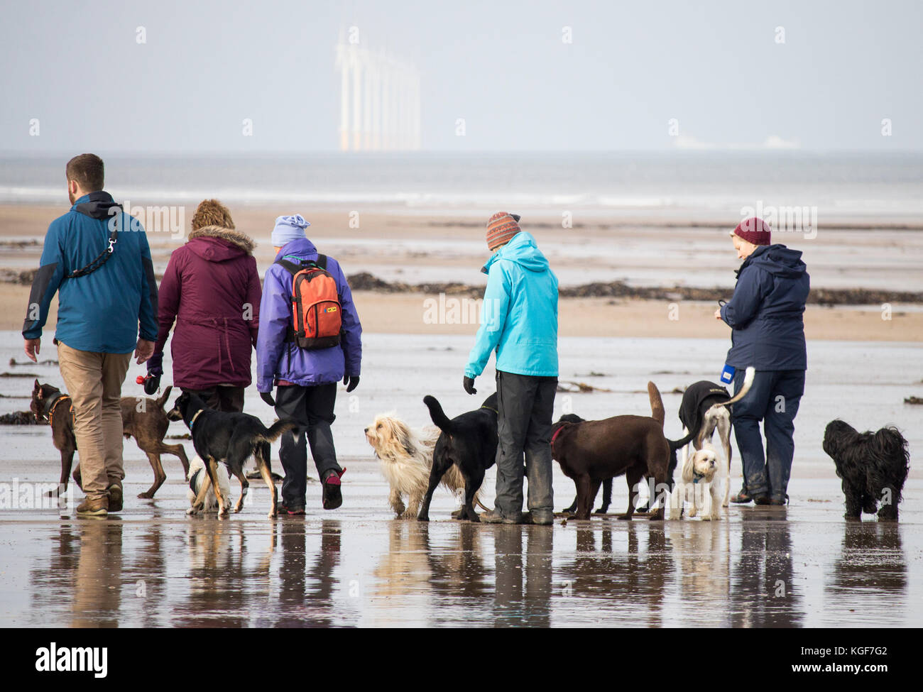 Dog walker/walkers walking on beach. UK Stock Photo - Alamy