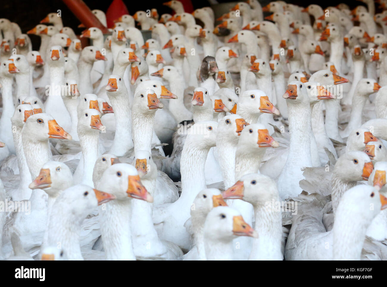 Mulheim, Germany. 07th Nov, 2017. Geese walking around in their shelter ...