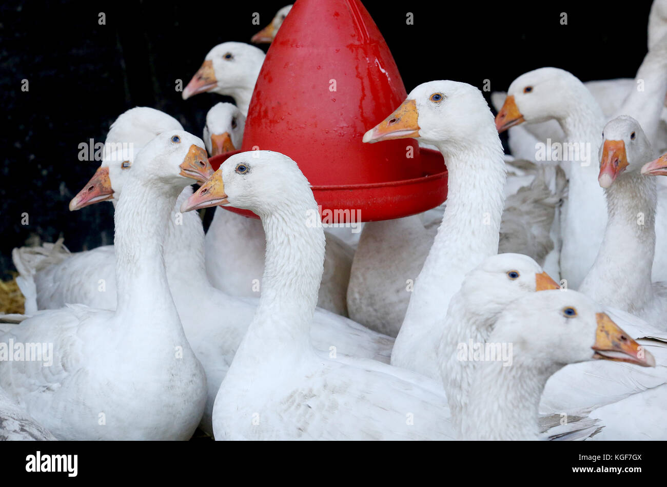 Mulheim, Germany. 07th Nov, 2017. Geese drinking water in their shelter ...