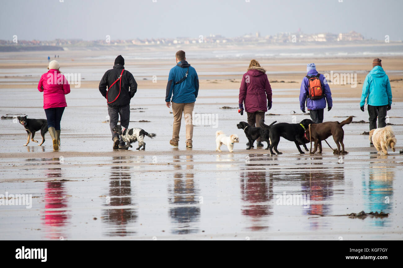 Dog walker/walkers walking on beach. UK Stock Photo - Alamy