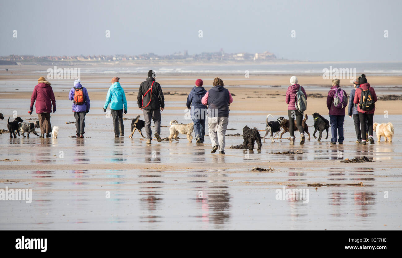 Dog walker/walkers walking on beach. UK Stock Photo - Alamy