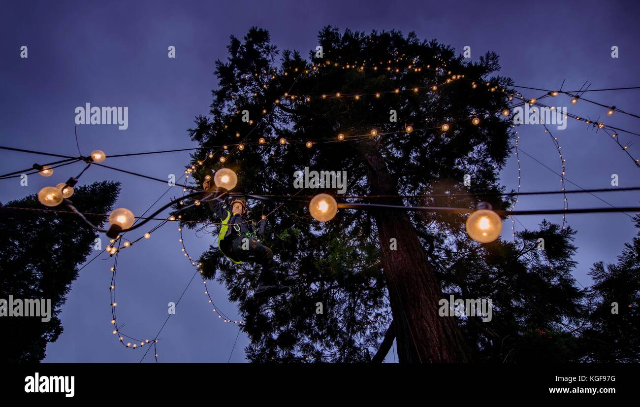 Wakehurst place christmas tree hi-res stock photography and images - Alamy