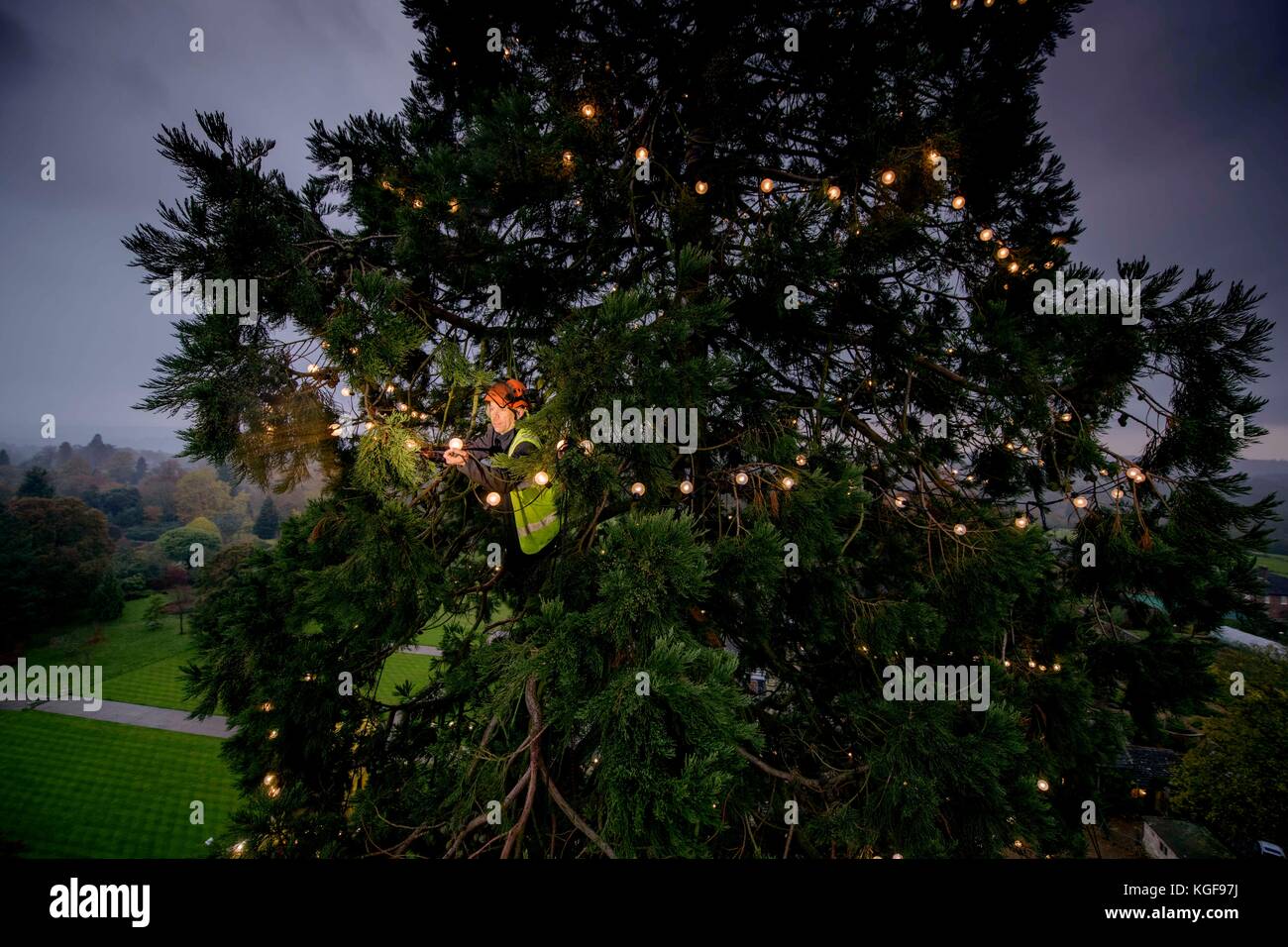 Wakehurst place christmas tree hi-res stock photography and images - Alamy