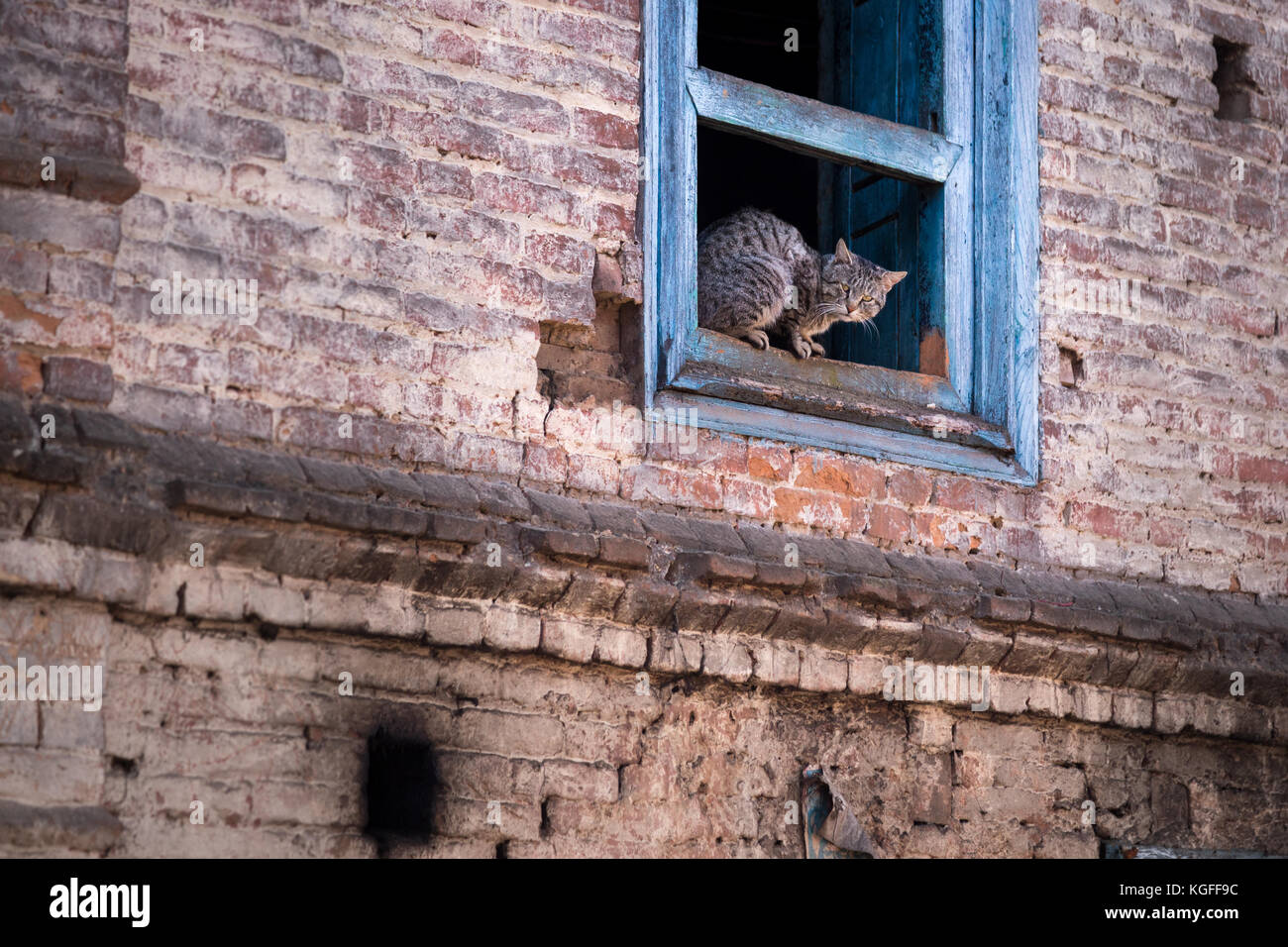 Cat at Namobuddha, Nepal Stock Photo - Alamy