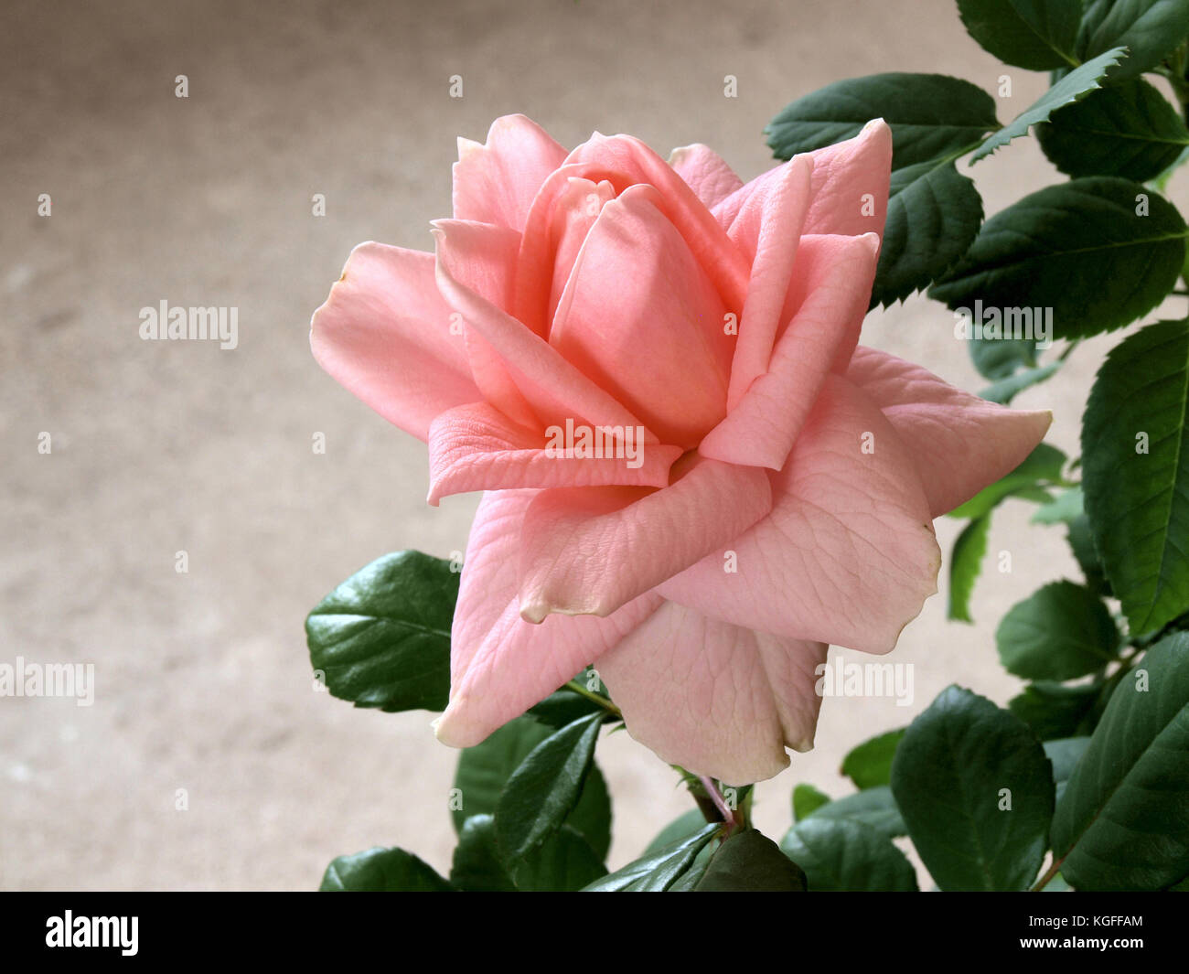 Pink color single rose blossom close up side view Stock Photo - Alamy