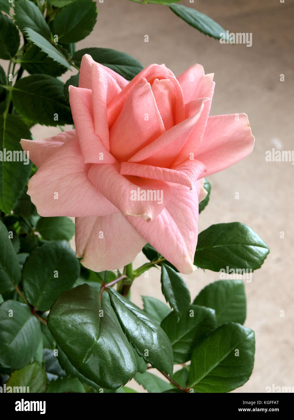 Pink color single rose blossom close up vertical Stock Photo - Alamy