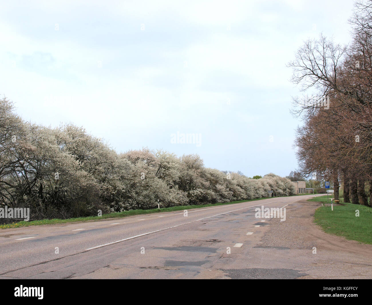 Side plum trees hi-res stock photography and images - Alamy