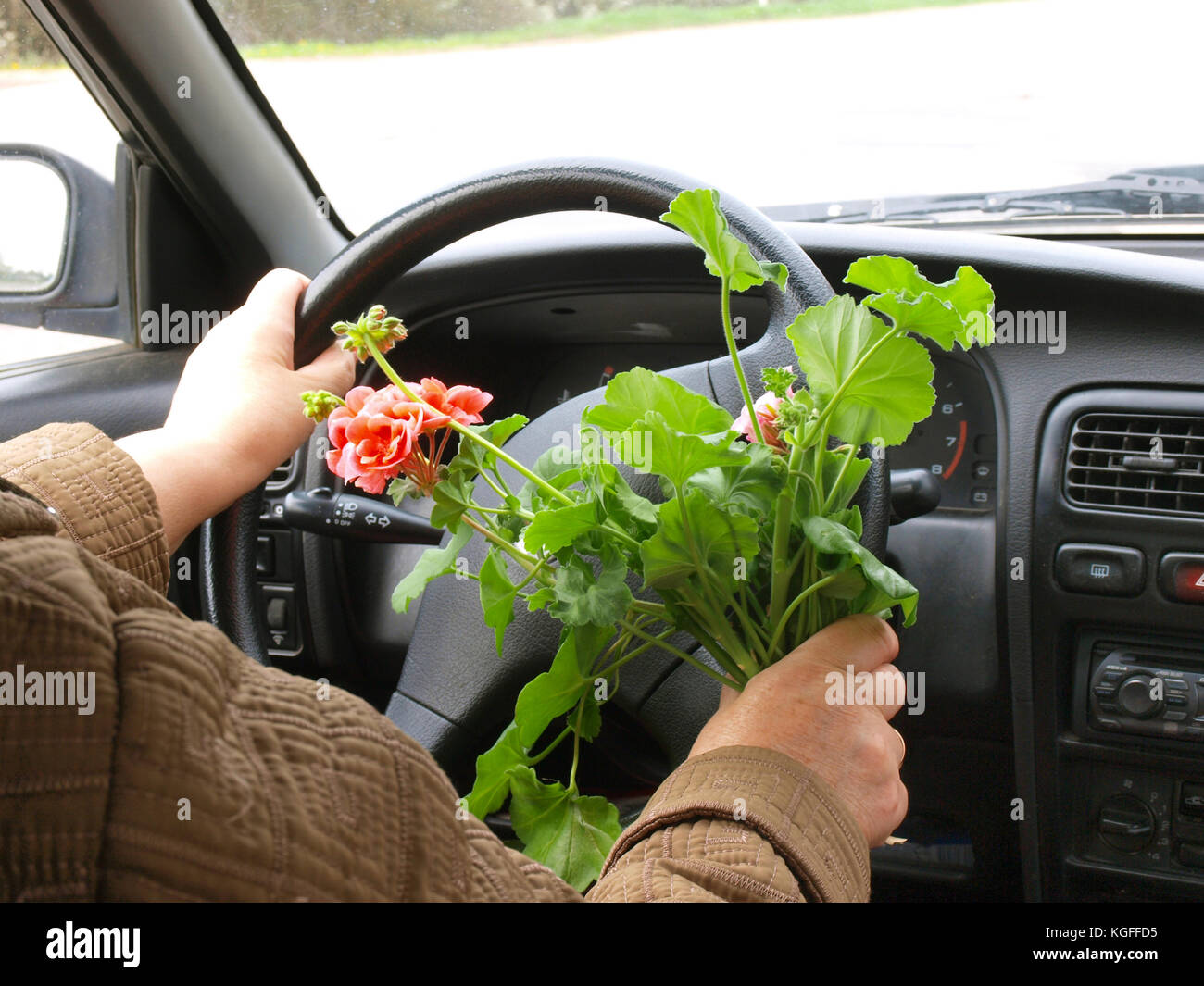 Woman driving car and holding flowers on steering wheel Stock Photo - Alamy