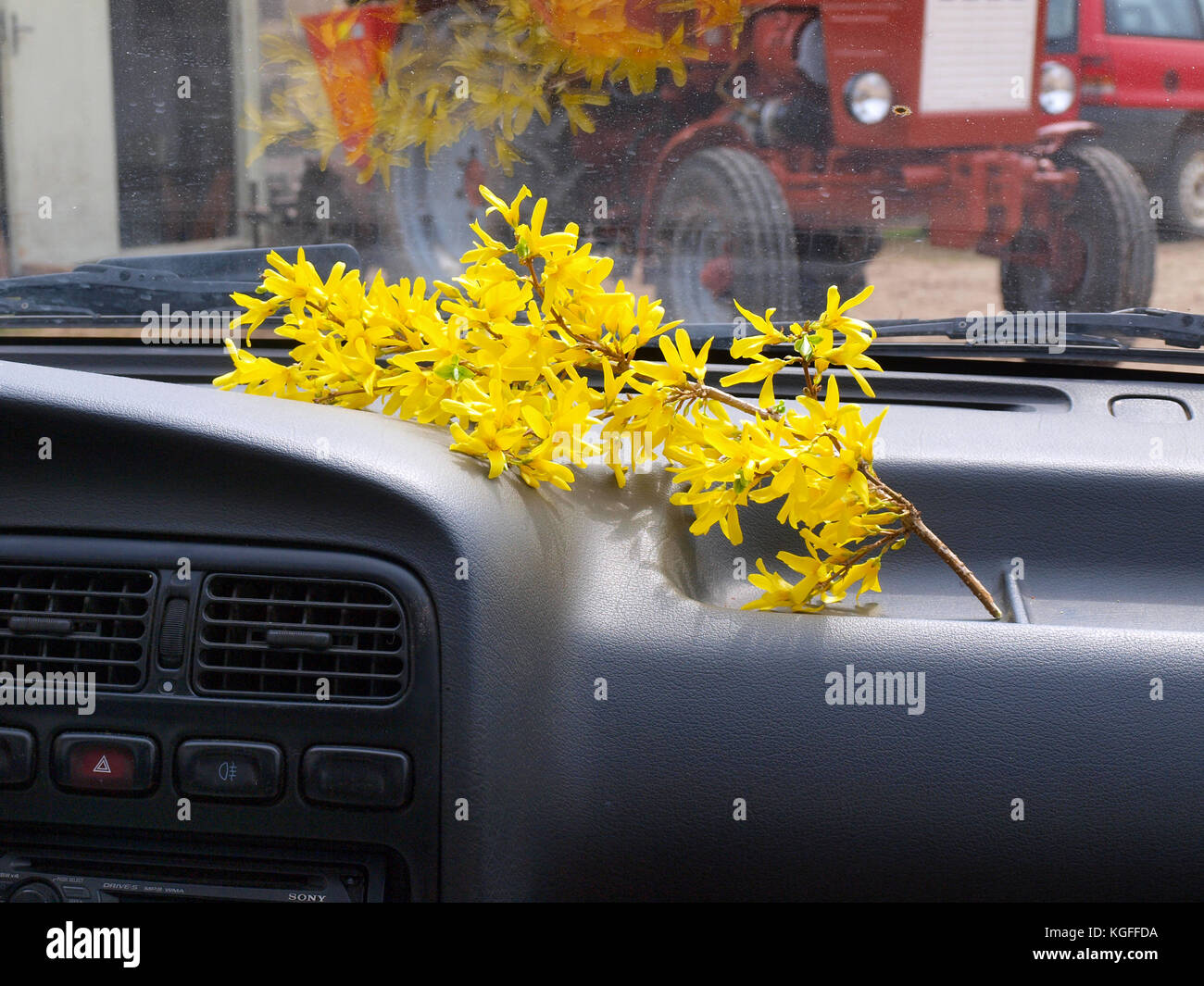 Forsythia flower bunch in the car on front window panel Stock Photo - Alamy