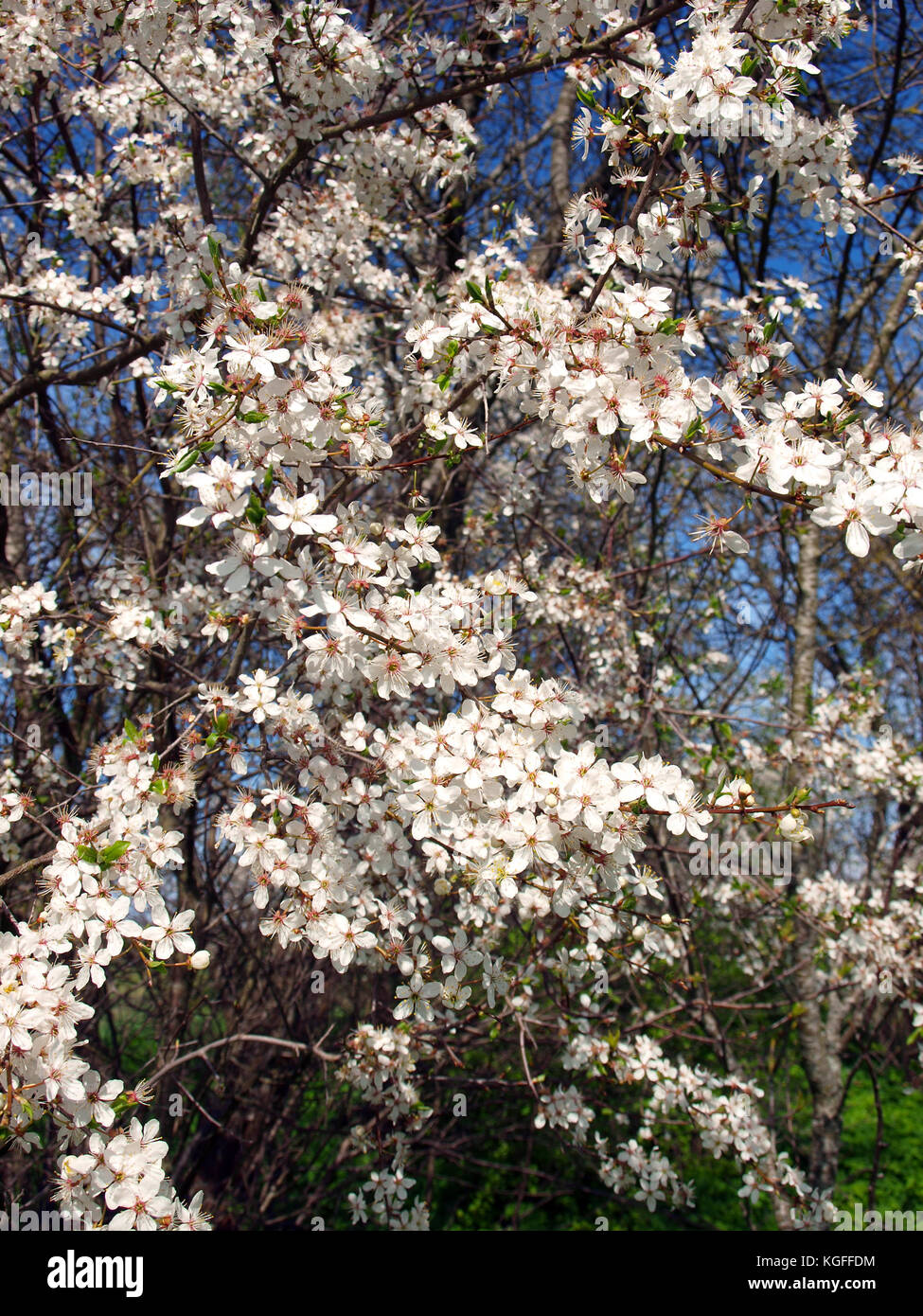 Wild plum tree hi-res stock photography and images - Alamy