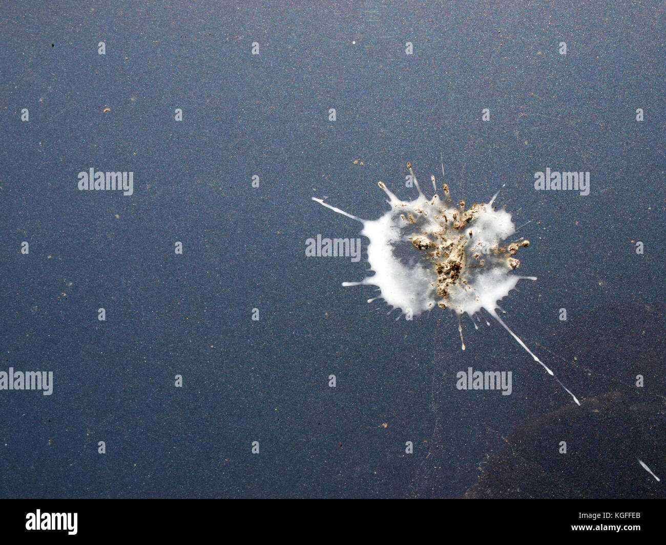 Bird droppings splash on blue car body surface Stock Photo - Alamy