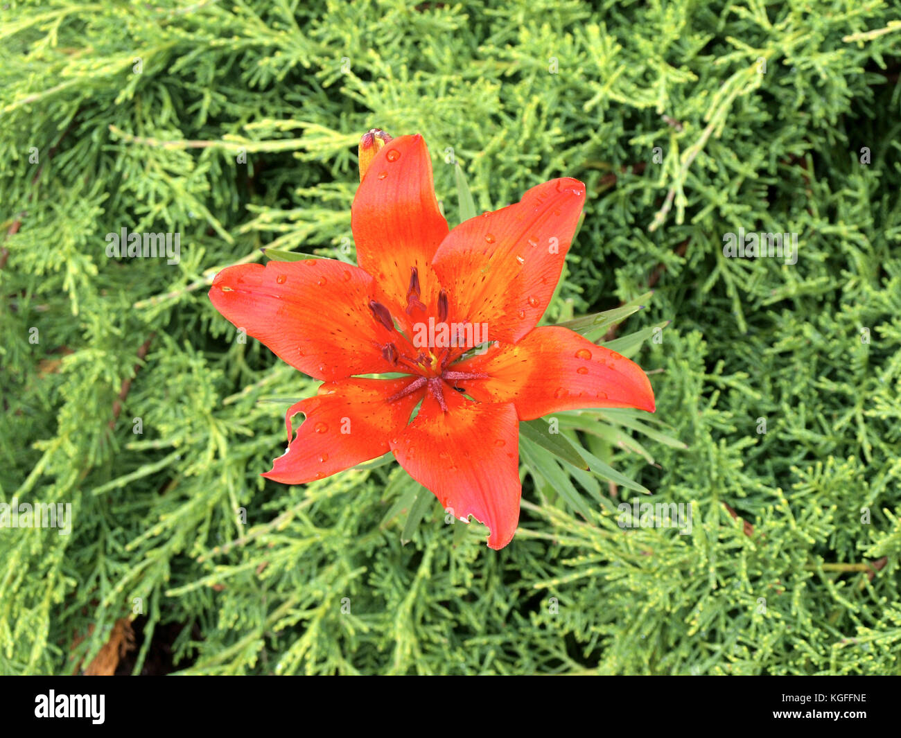 Cypress bush close hi-res stock photography and images - Alamy
