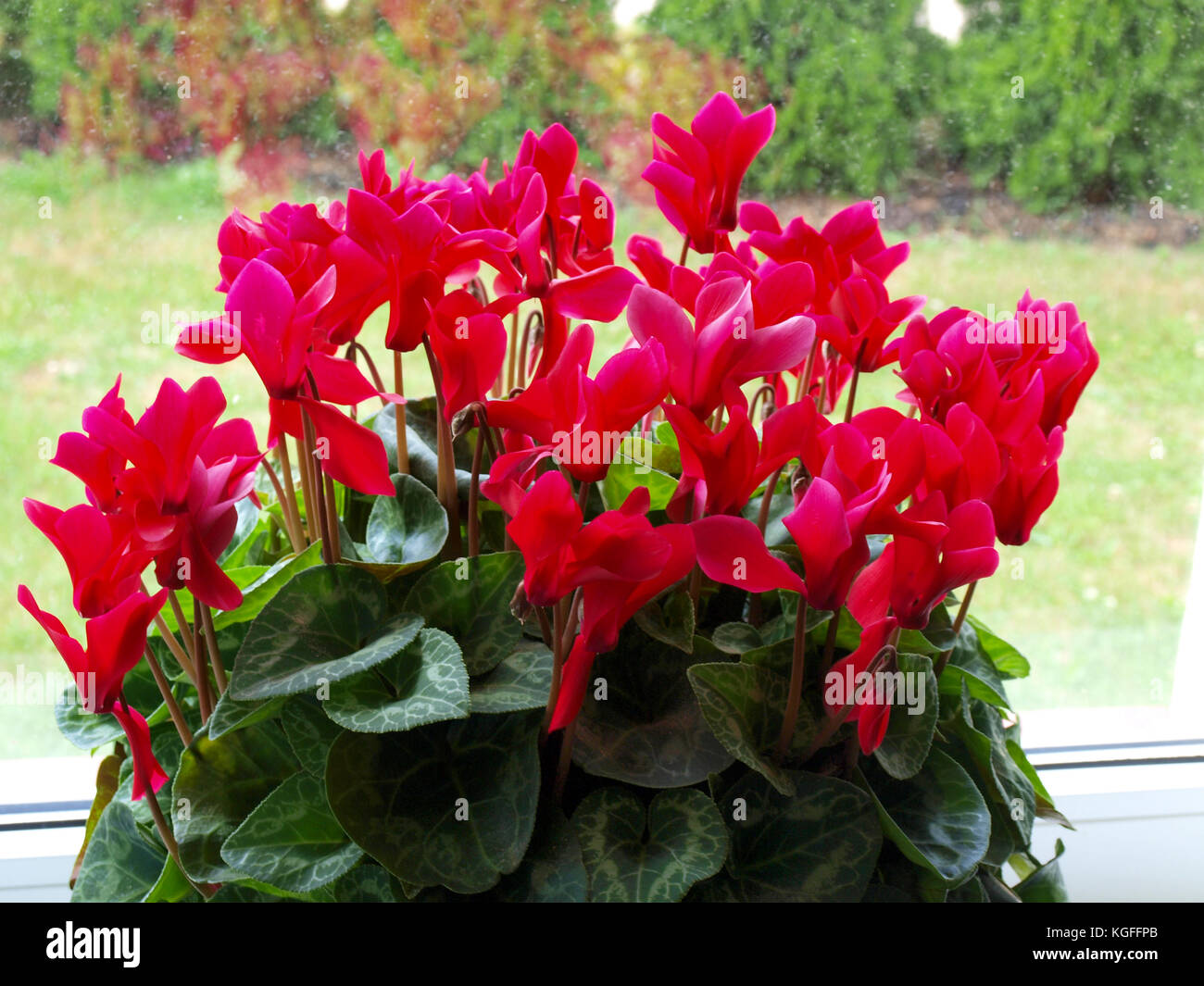 Indoor flower with lot of bright red blossoms on window sill Stock ...