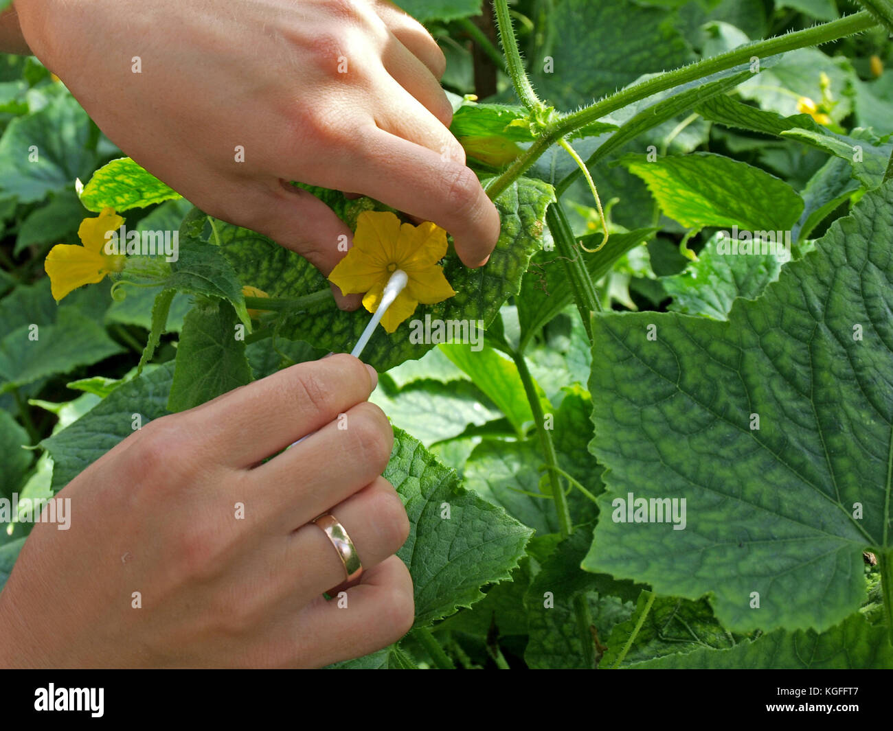 Hands pollinating cucumber blossoms by cotton stick close up Stock ...