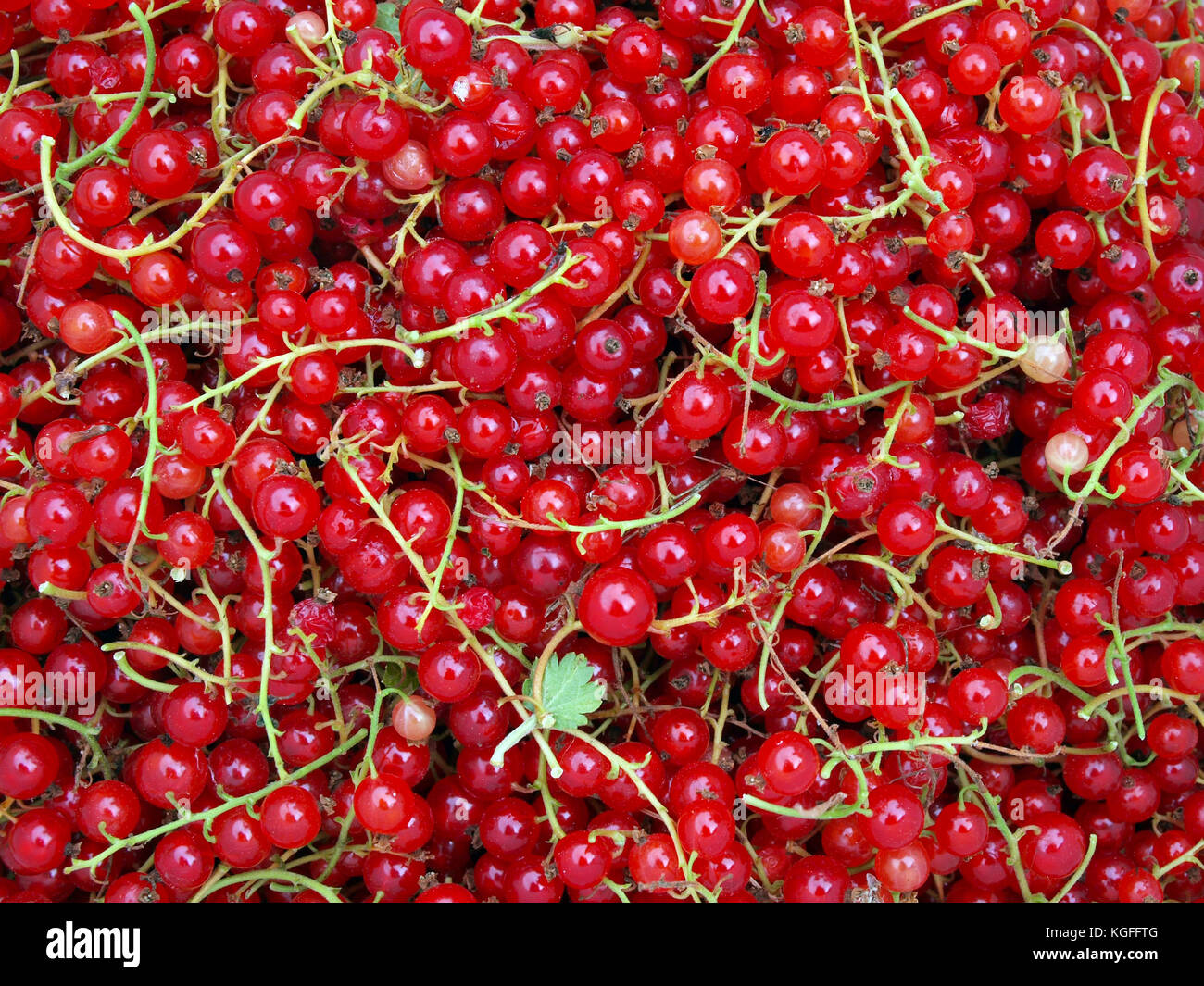 Ripe red currants close up as background Stock Photo - Alamy