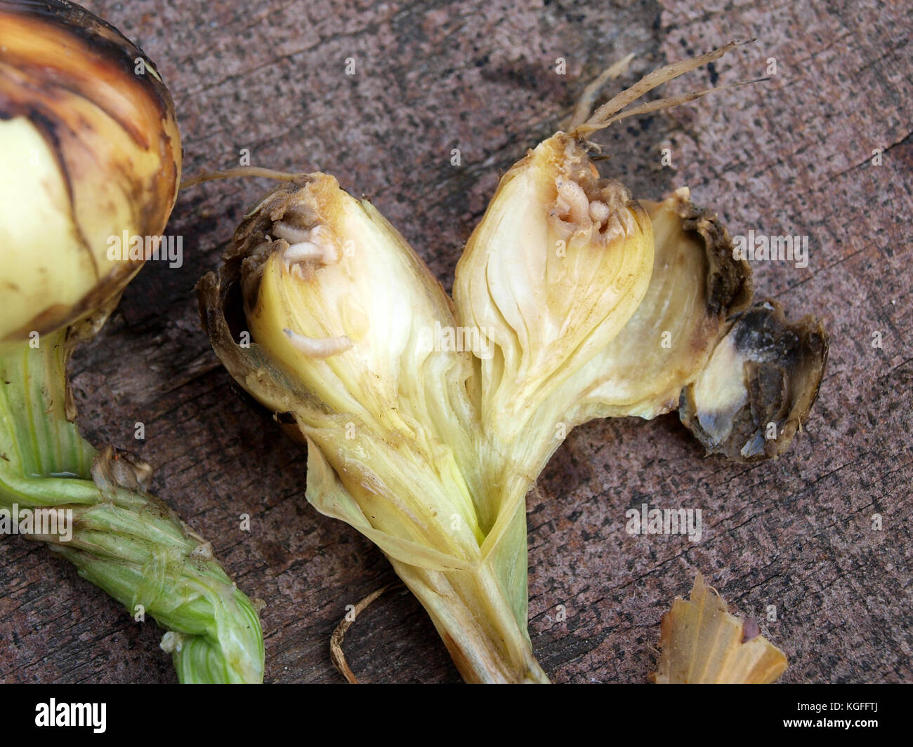 Worms inside hi-res stock photography and images - Alamy