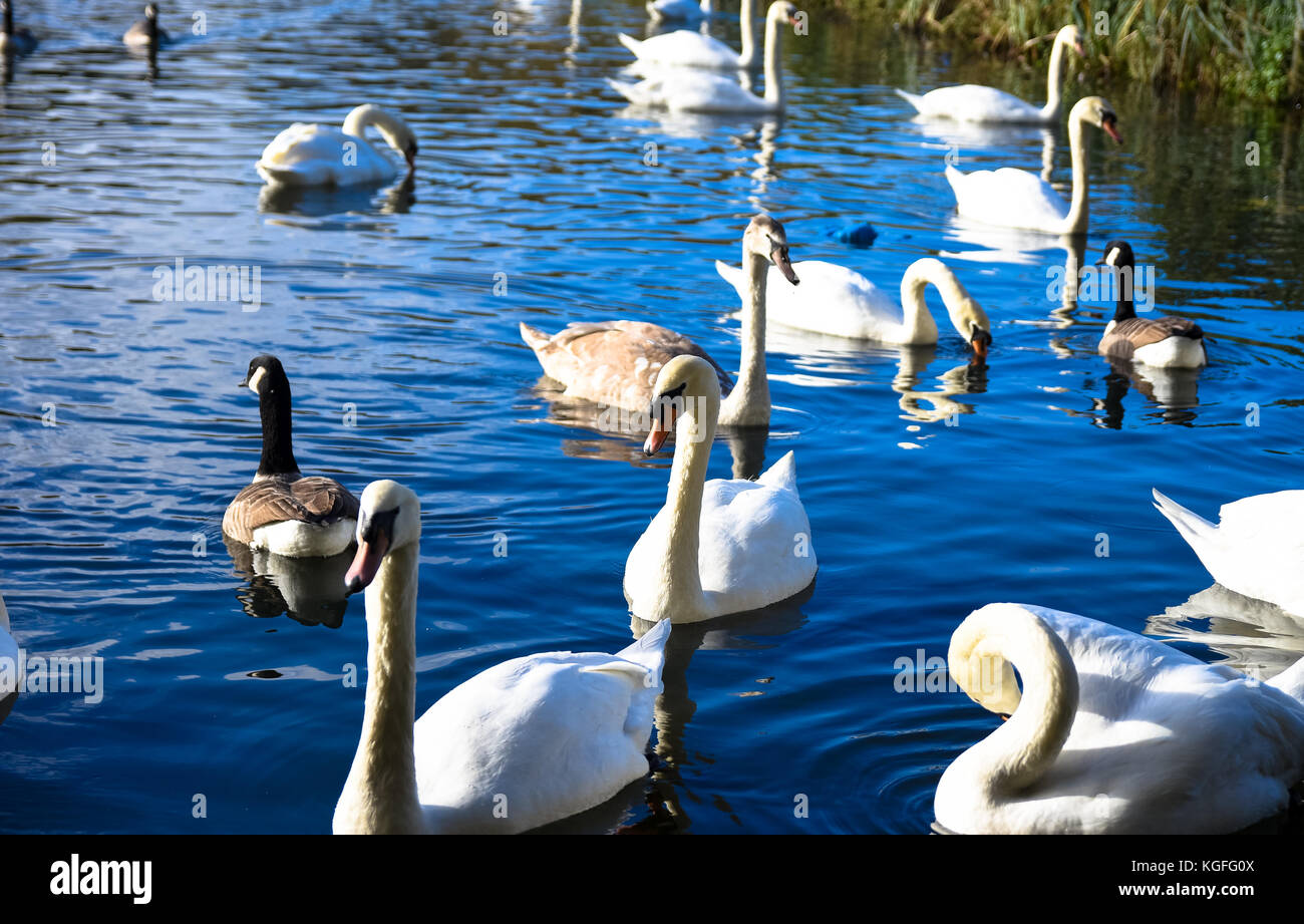 Swans group different hi-res stock photography and images - Alamy
