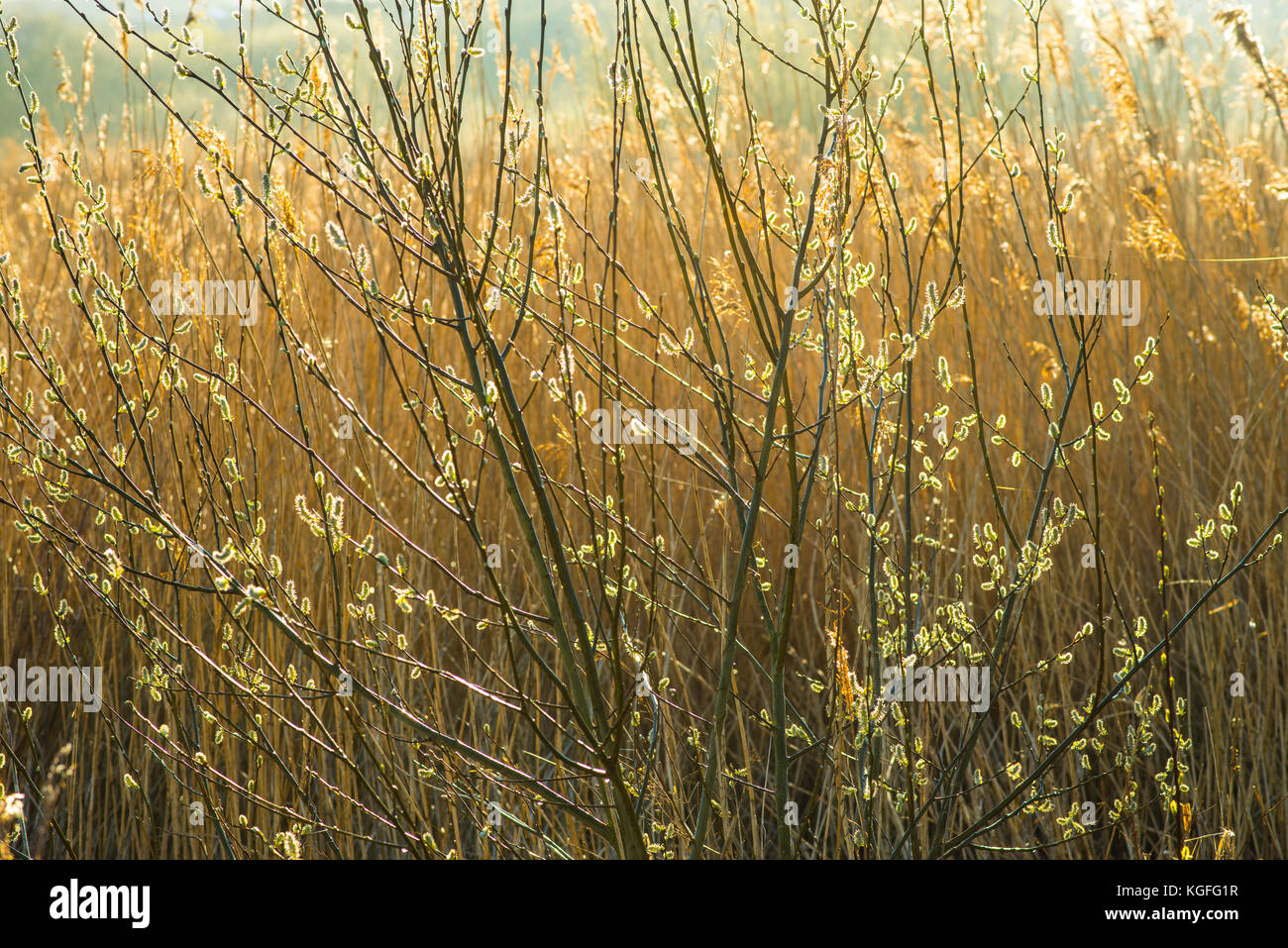 Willow awakes. The glory of Spring. Each year the willow wakes up with ...