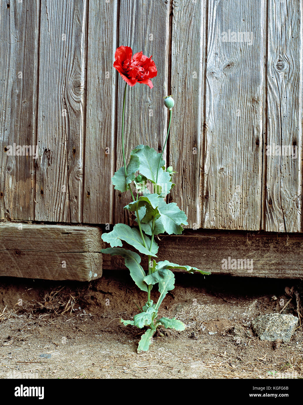 Plants upright stem hi-res stock photography and images - Alamy