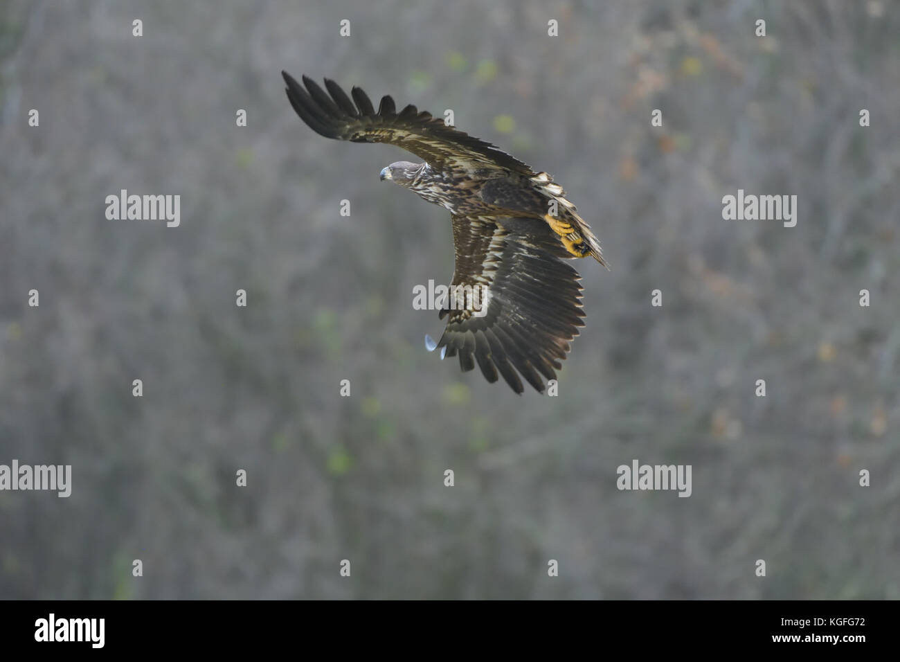 White-tailed Sea Eagle in flight Stock Photo - Alamy