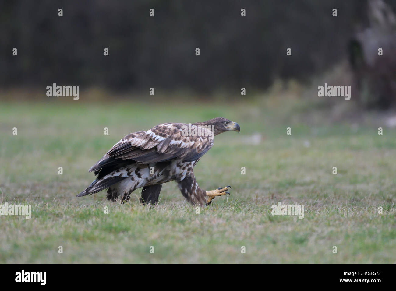 White-tailed Sea Eagle walking on a meadow at an open spot in the ...