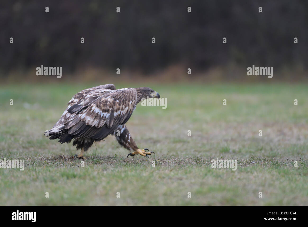 White-tailed Sea Eagle walking on a meadow at an open spot in the ...