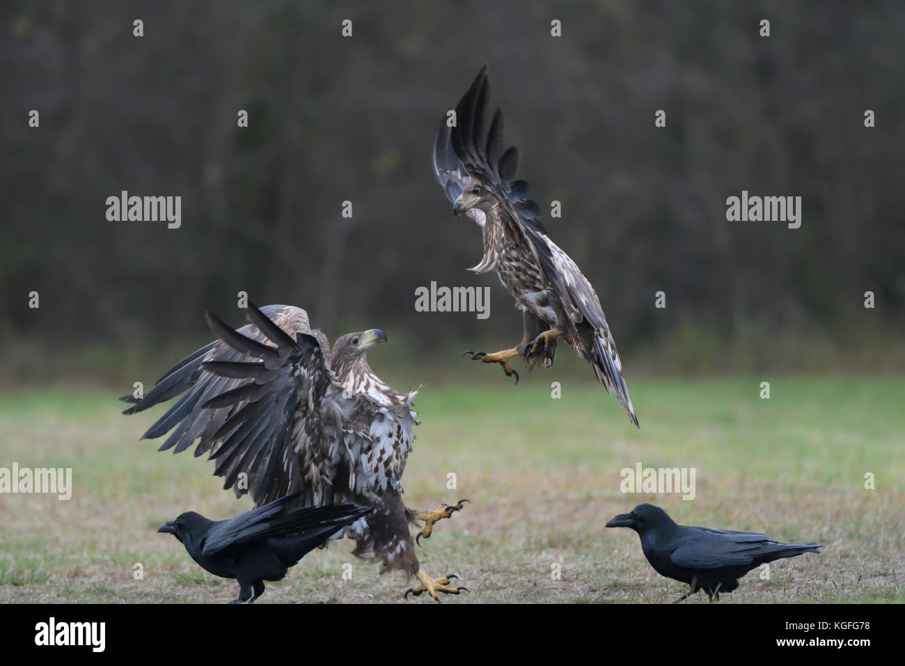 White-tailed Sea Eagle in flight Stock Photo - Alamy