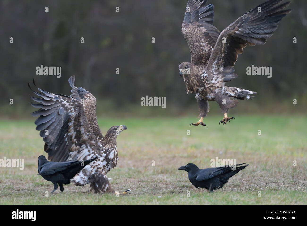 White-tailed Sea Eagle in flight Stock Photo - Alamy