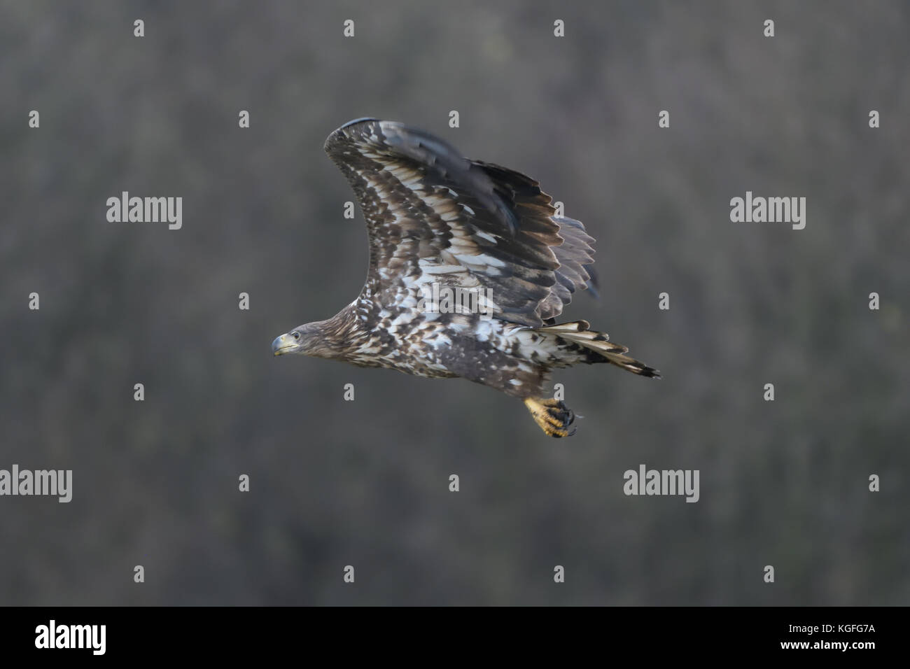 White-tailed Sea Eagle in flight Stock Photo - Alamy