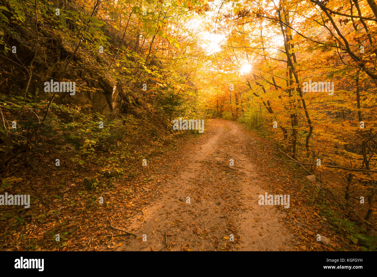 Autumn path in the forest Stock Photo - Alamy
