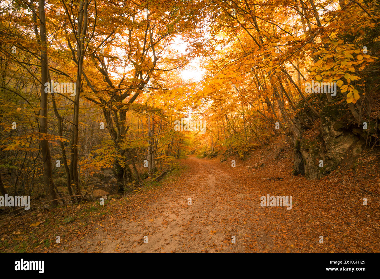 Autumn path in the forest Stock Photo - Alamy
