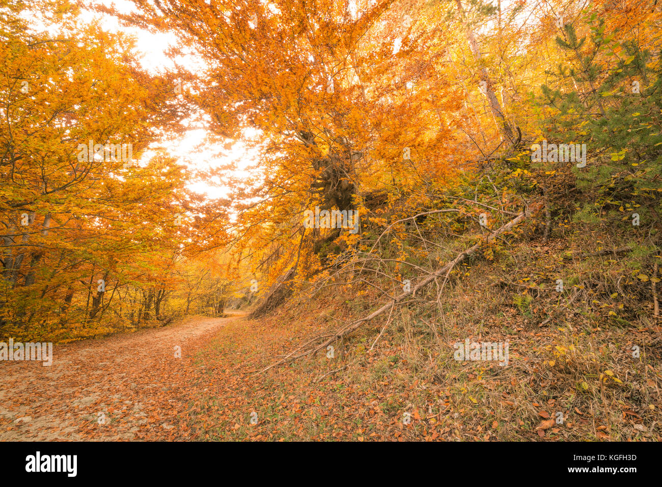 Autumn path in the forest Stock Photo - Alamy