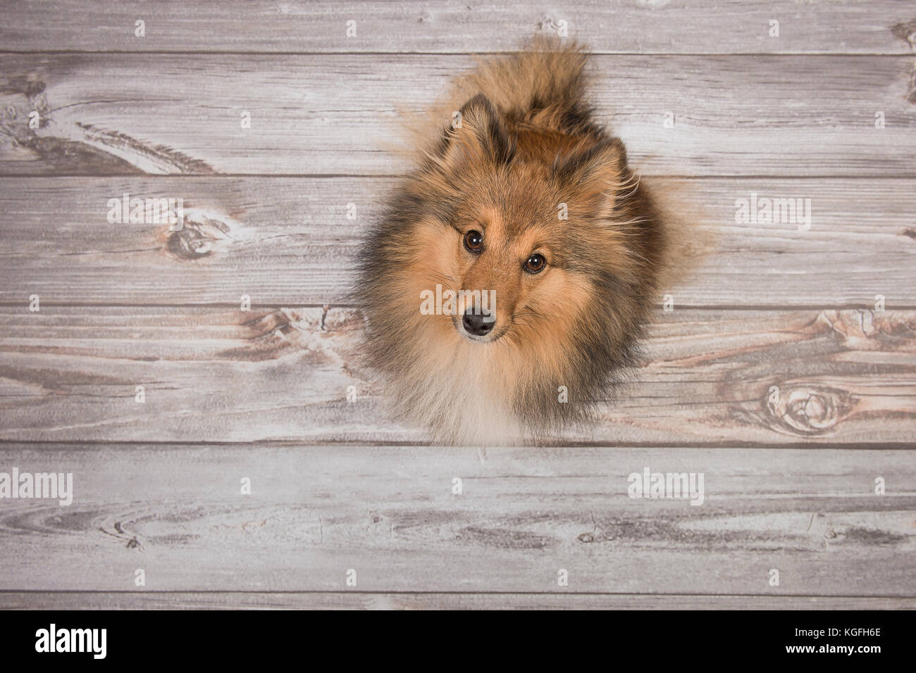 Adult shetland sheepdog seen from above looking up on a brown wooden ...