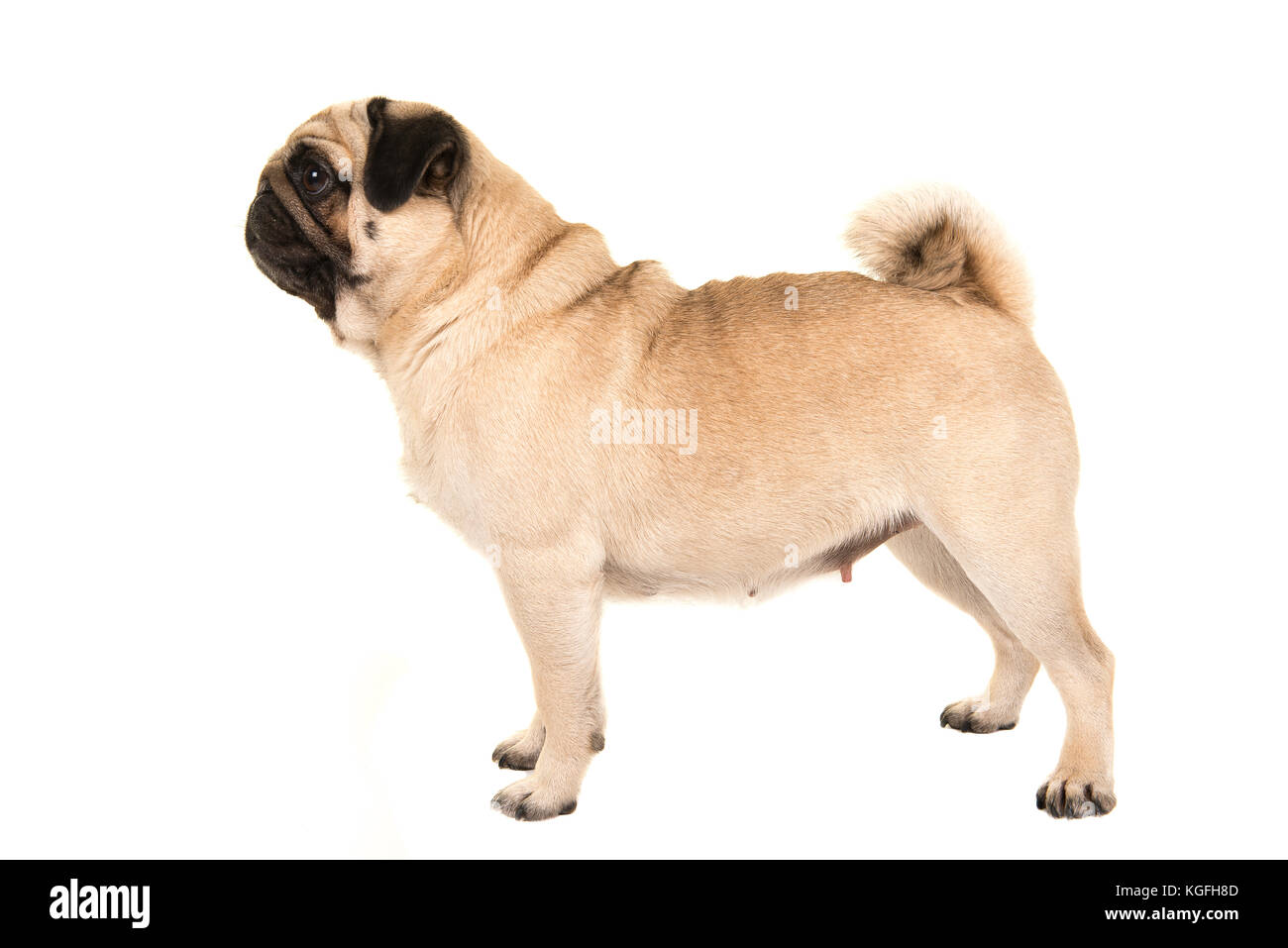 Adult pug standing seen from the side isolated on a white background ...