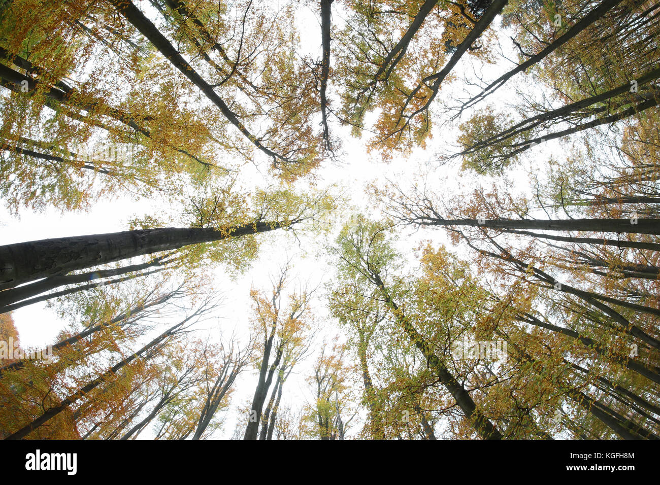 Fish eye lens forest hi-res stock photography and images - Alamy