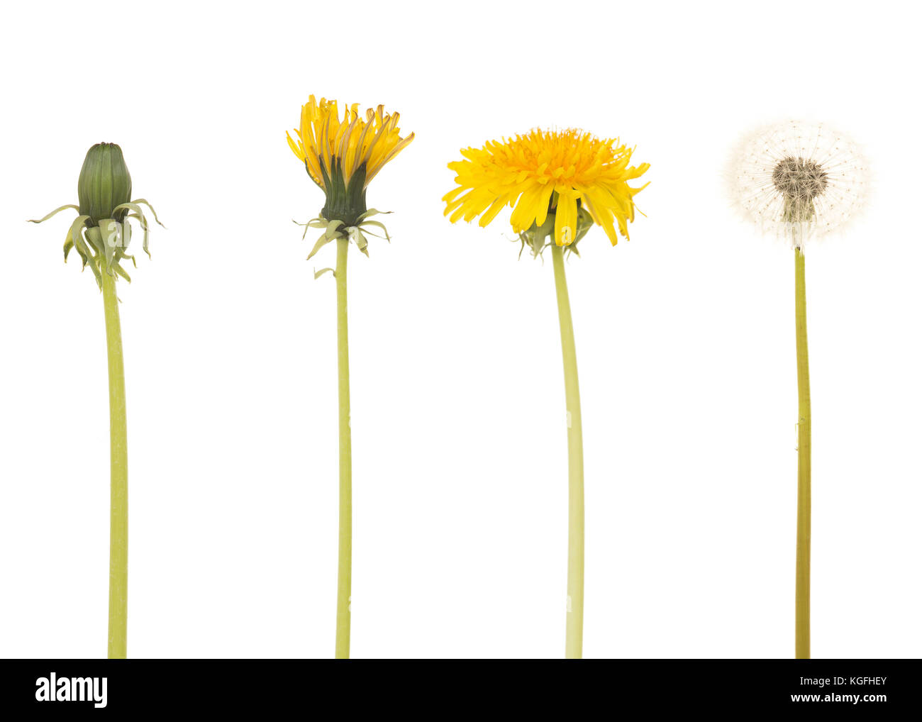 Four stages of life hi-res stock photography and images - Alamy