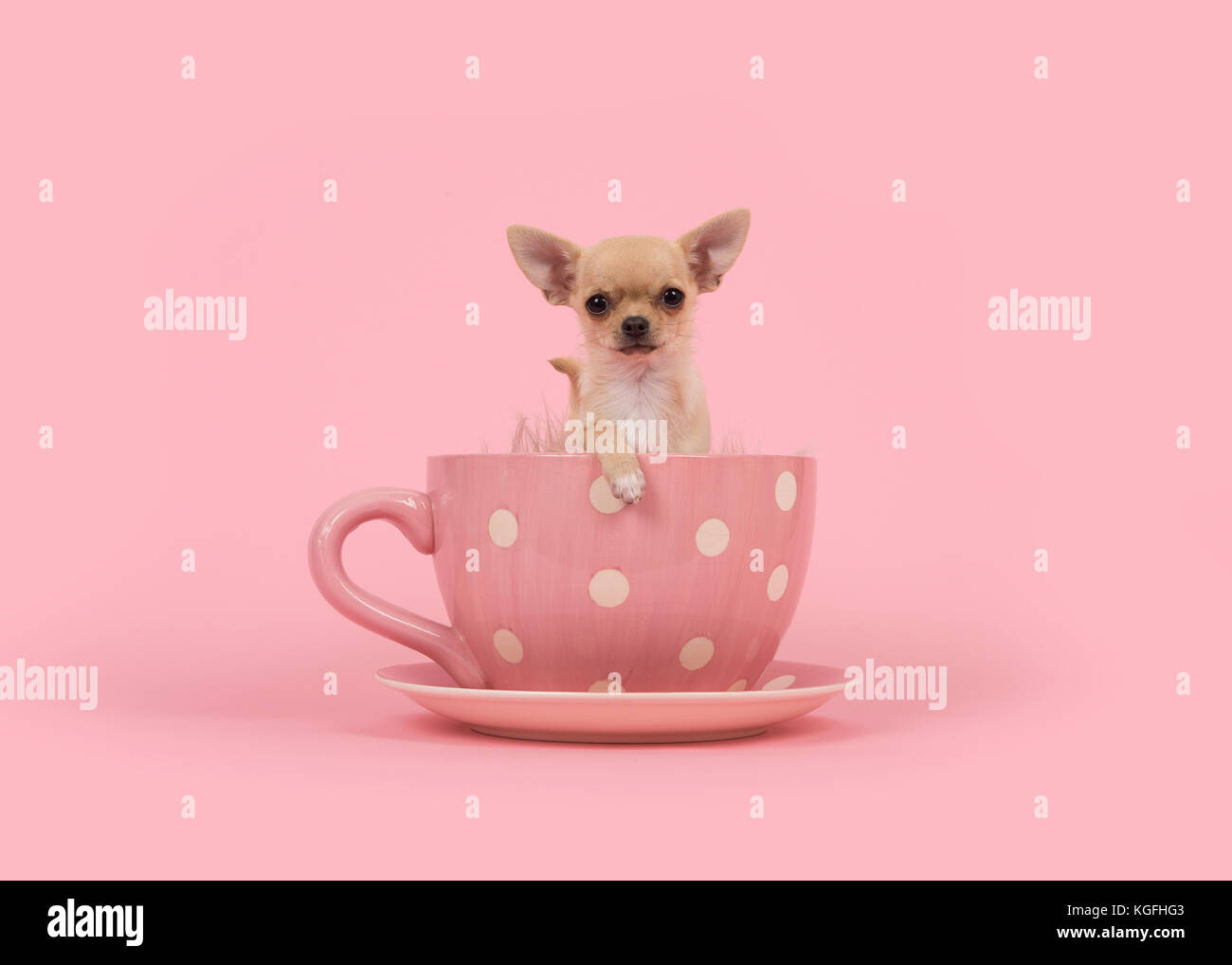 Cute chihuahua puppy dog sitting in a pink cup and saucer on a pink ...