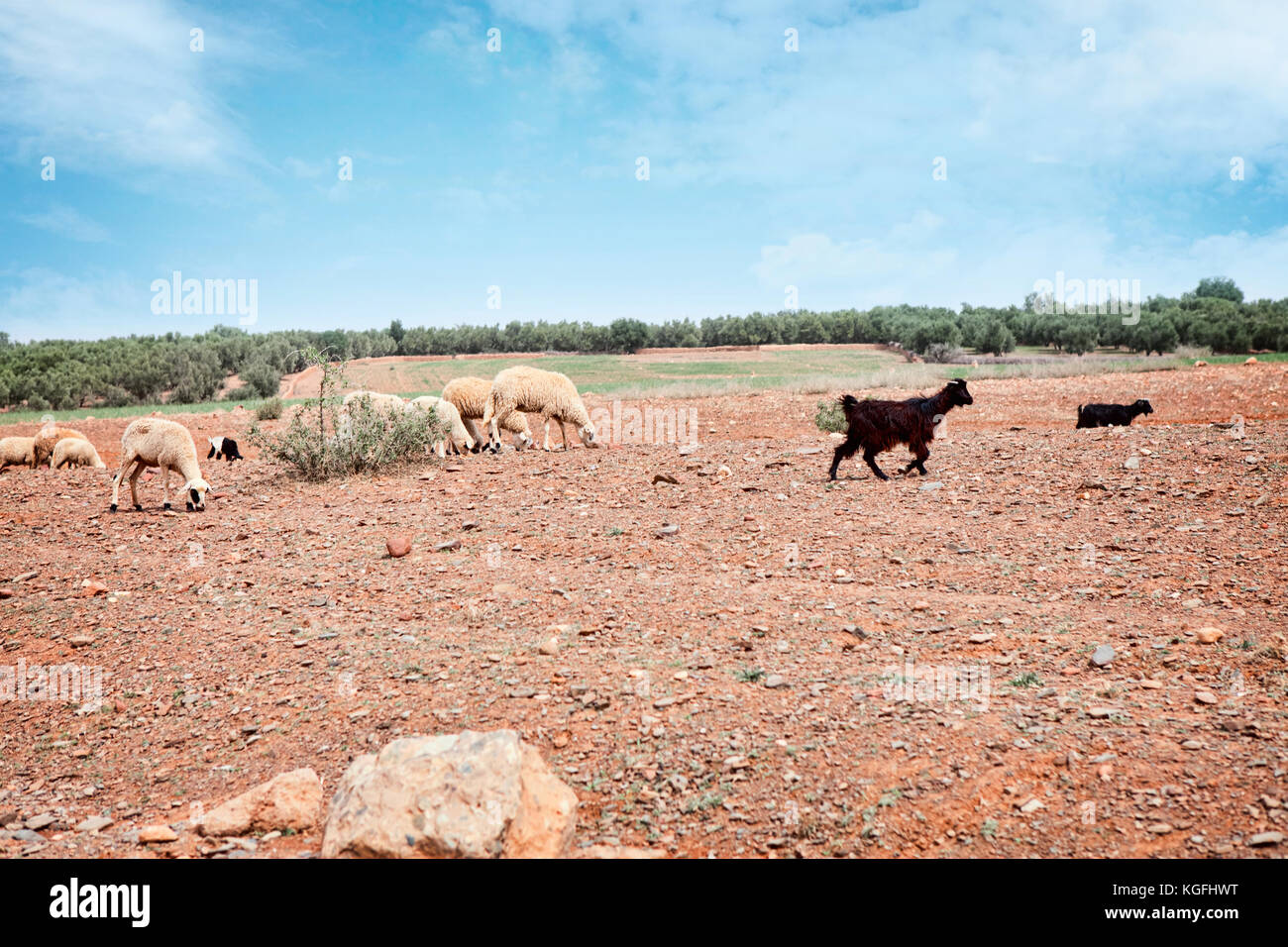 sheep and goats in the desert, Sahara, Morocco Stock Photo - Alamy