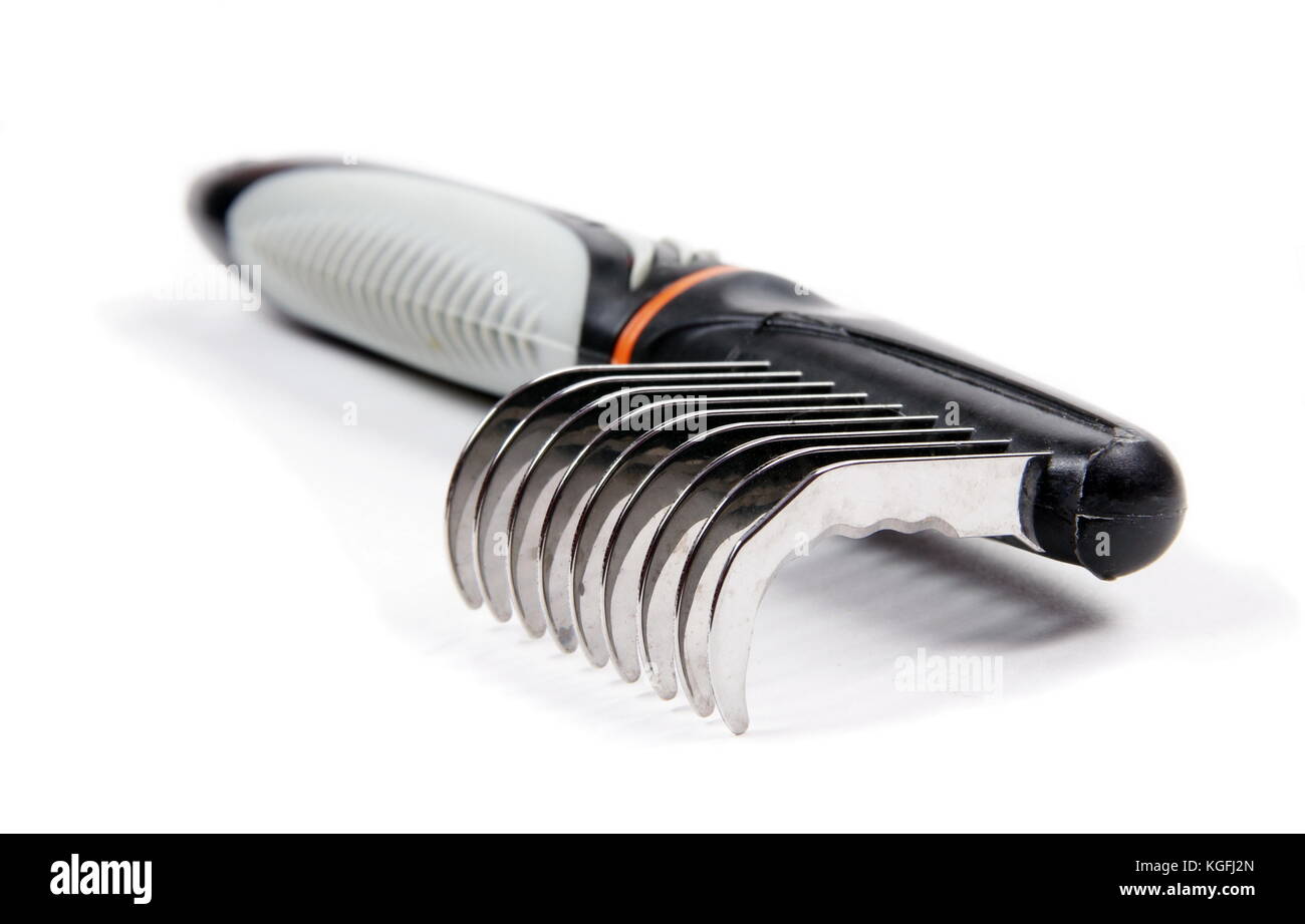 Professional pet grooming tools on white Stock Photo - Alamy