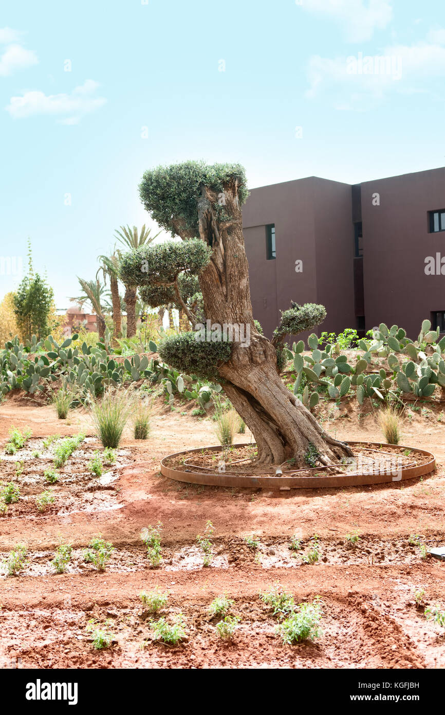 Lonely tree in the dessert in Morocco Stock Photo - Alamy