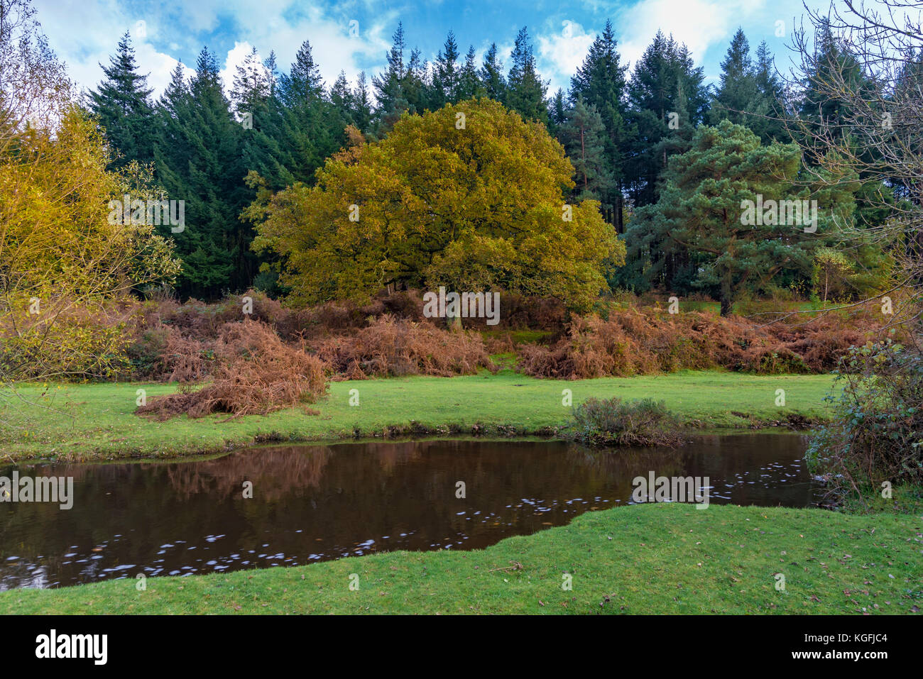 Forest of kingdom hi-res stock photography and images - Alamy